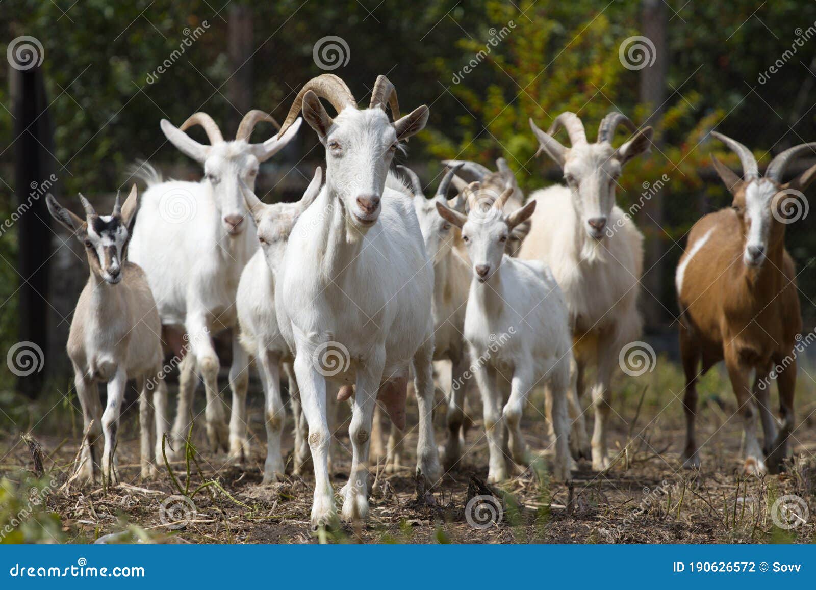 Goats in nature. stock photo. Image of livestock, graze - 190626572