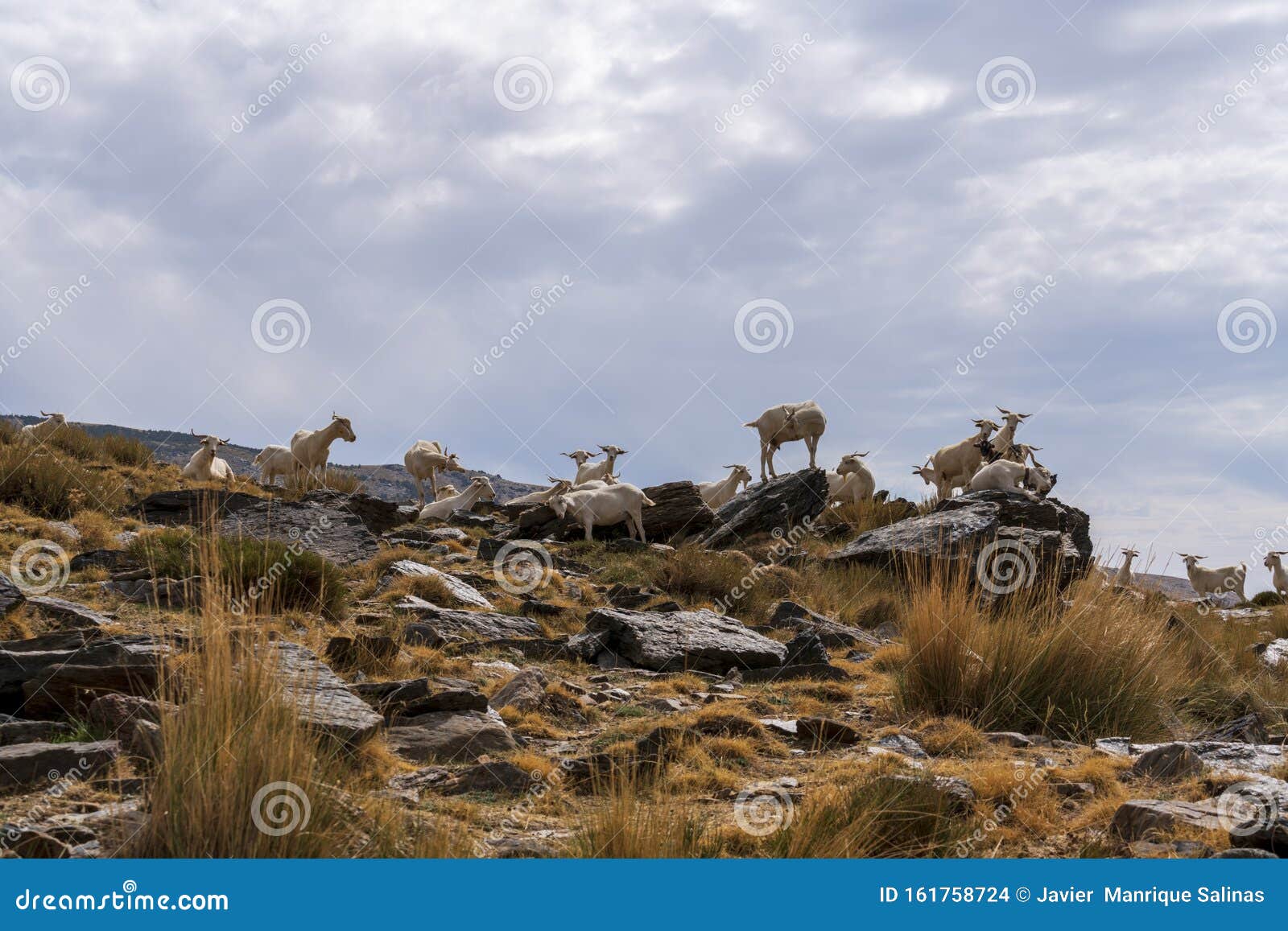 Herd of Goats Grazing in Sierra Nevada Stock Photo - Image of mountain ...