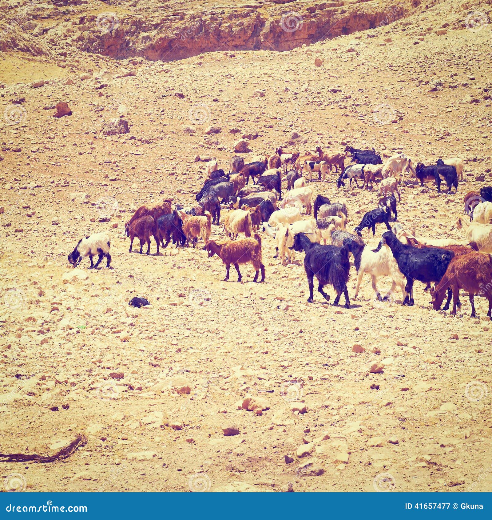 Herd of Goats stock image. Image of agriculture, feed - 41657477