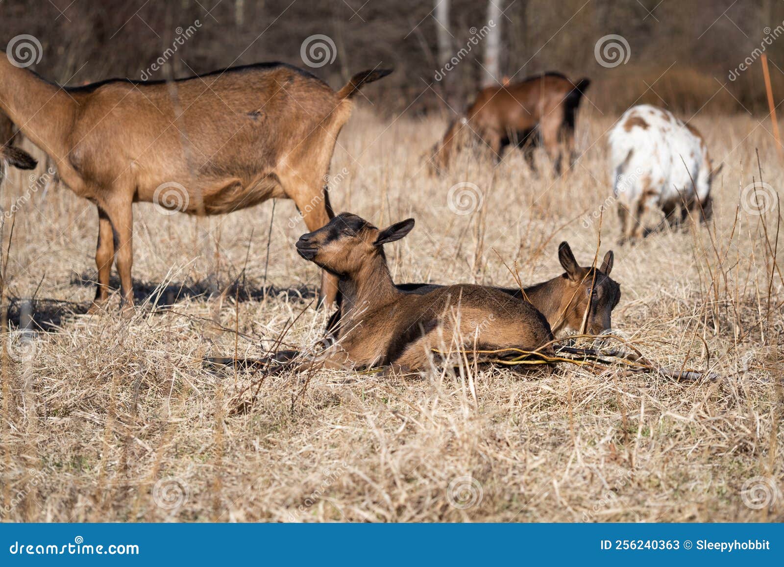 Herd of Goats Grazing in the Paddock Stock Image - Image of land ...