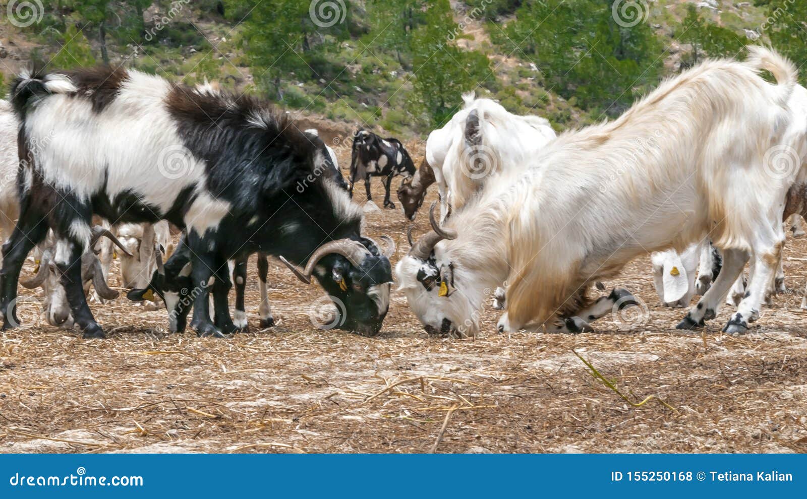 Herd of Goats Grazing on a Pasture. the Goats are Eating Hay Kneeling ...