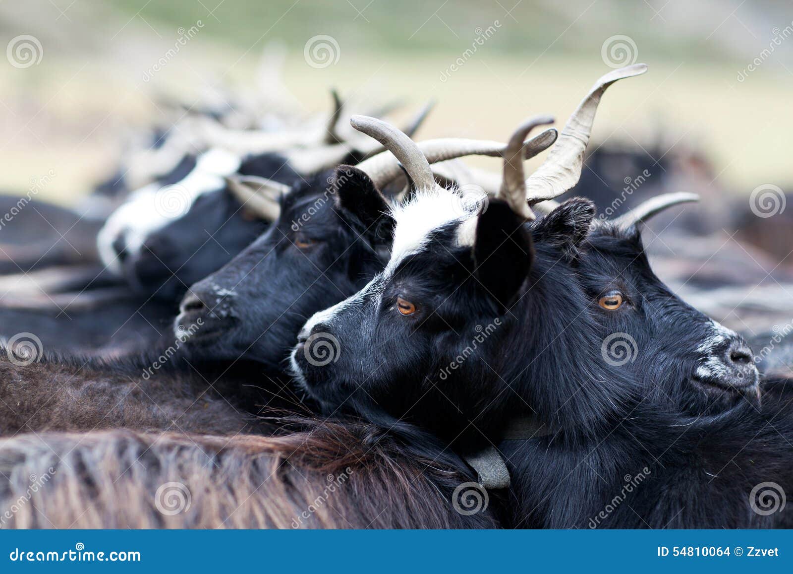 Herd of goats stock photo. Image of goatling, drove, herd - 54810064