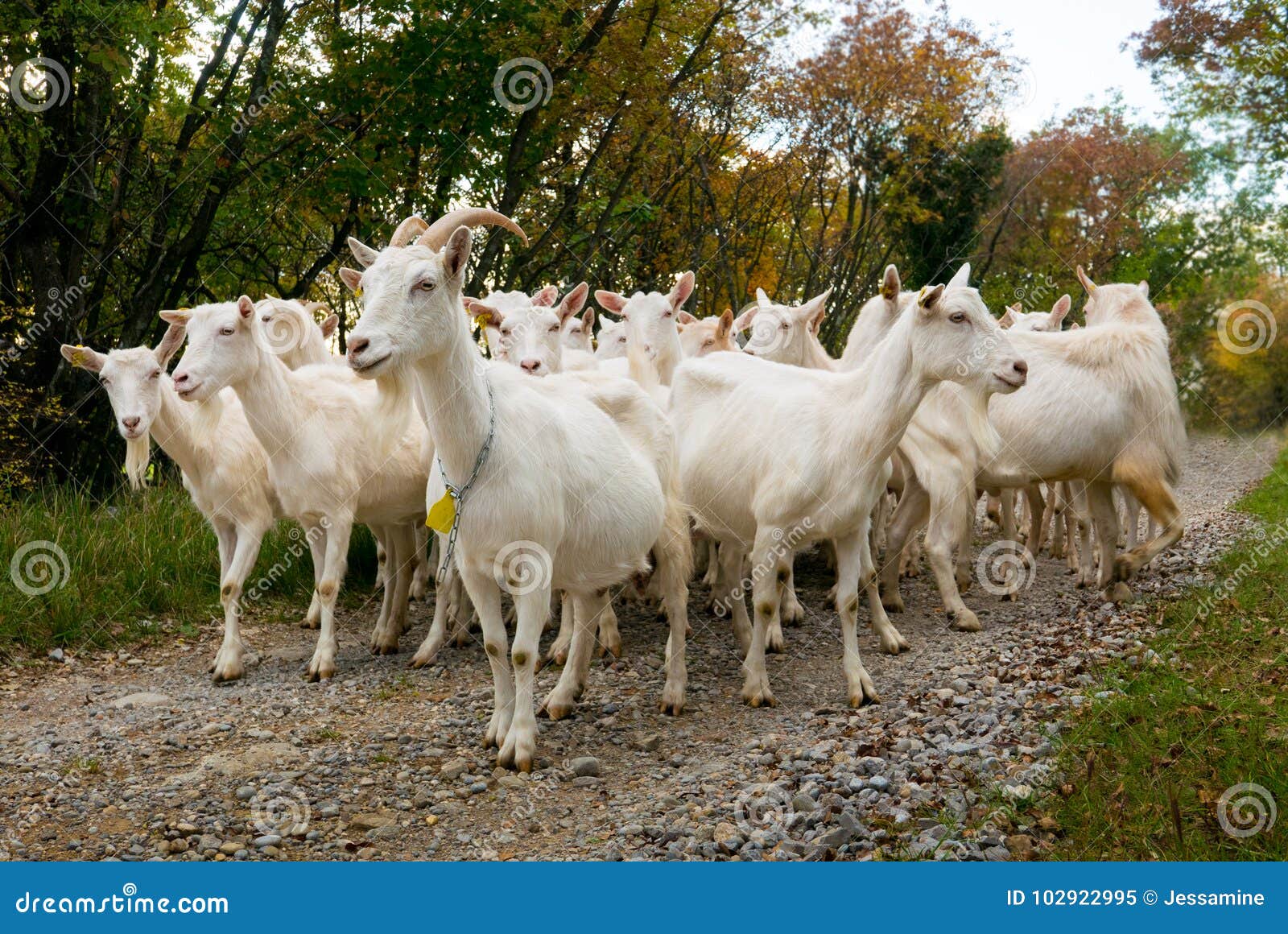 Herd of goats stock image. Image of grazing, rural, animal - 102922995