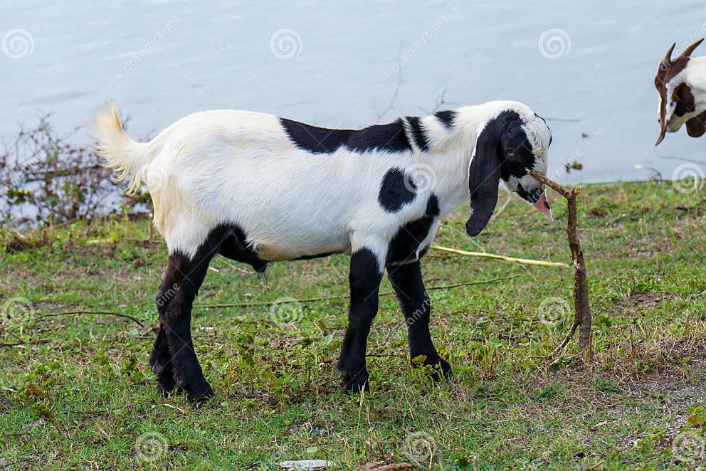 A Herd of Goats in a Meadow by the Water Stock Photo - Image of drip ...