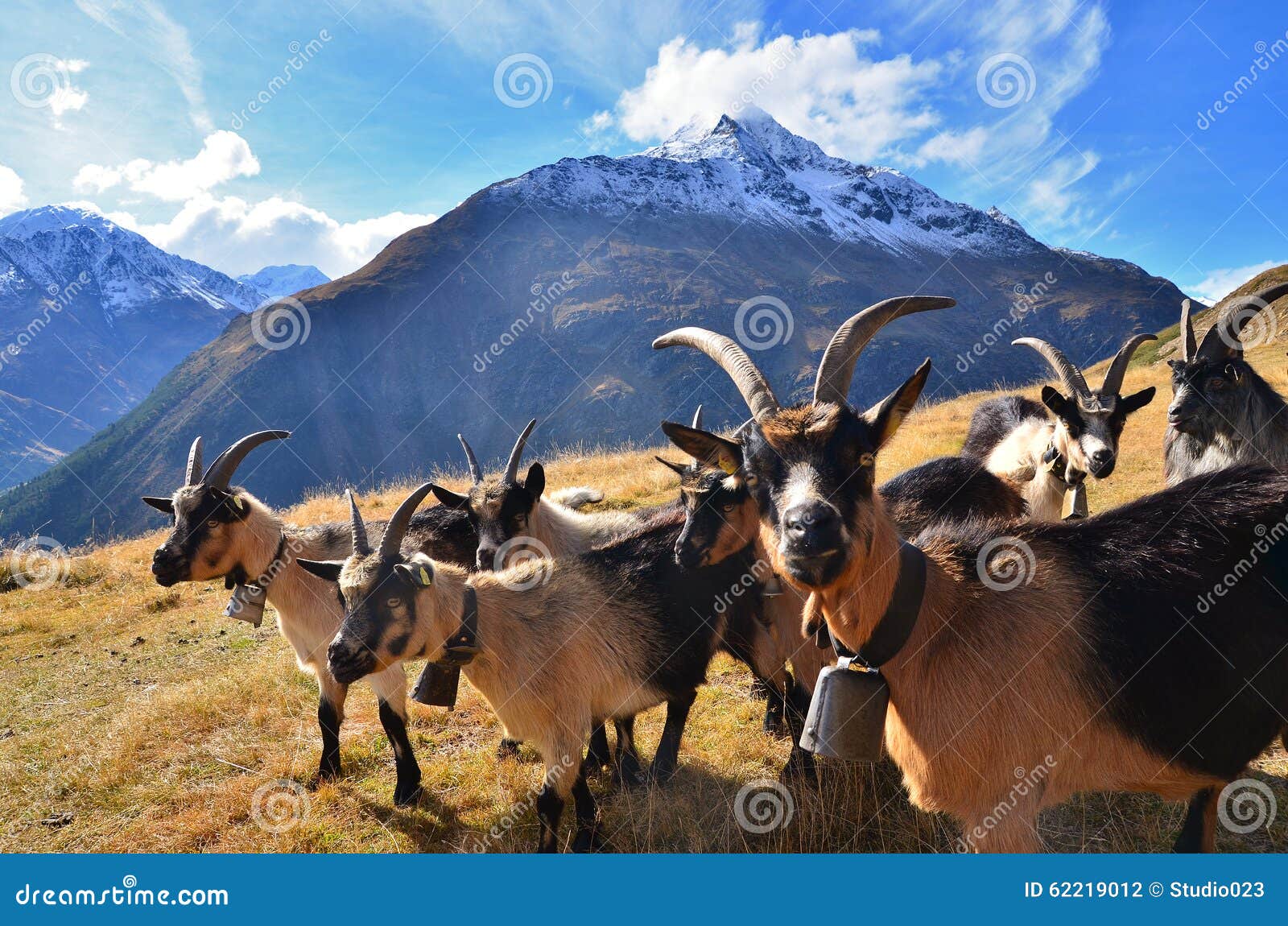 Herd of Goats in the Mountains Stock Photo - Image of rock, agriculture ...