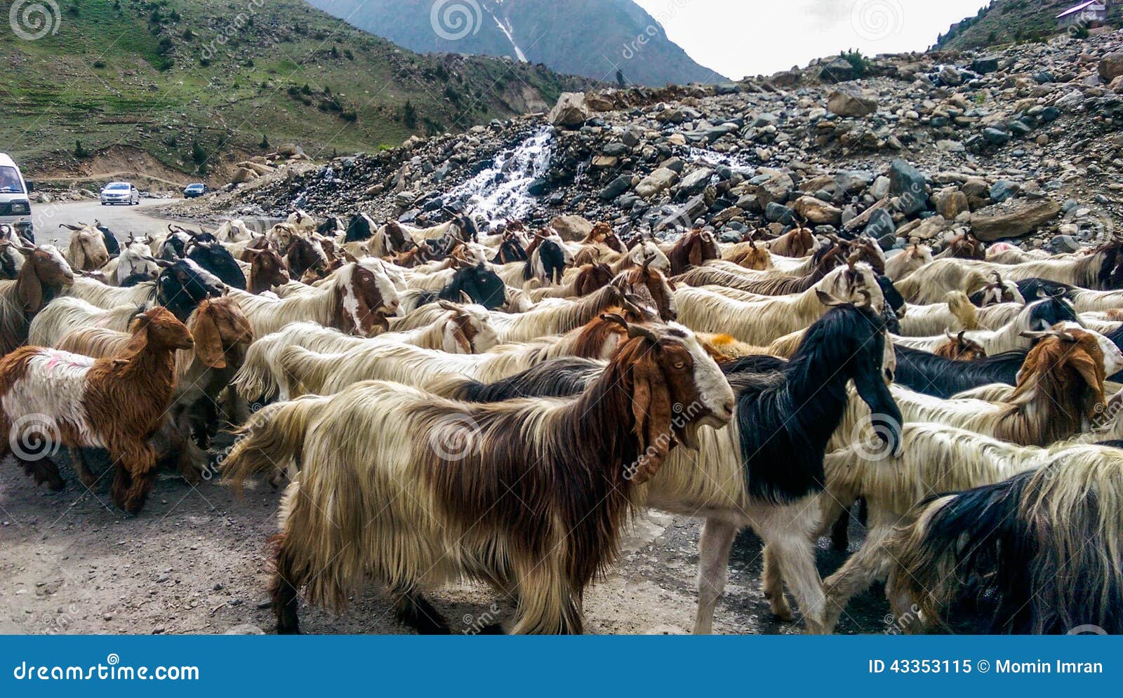 Herd of Goats stock image. Image of landscape, goats - 43353115