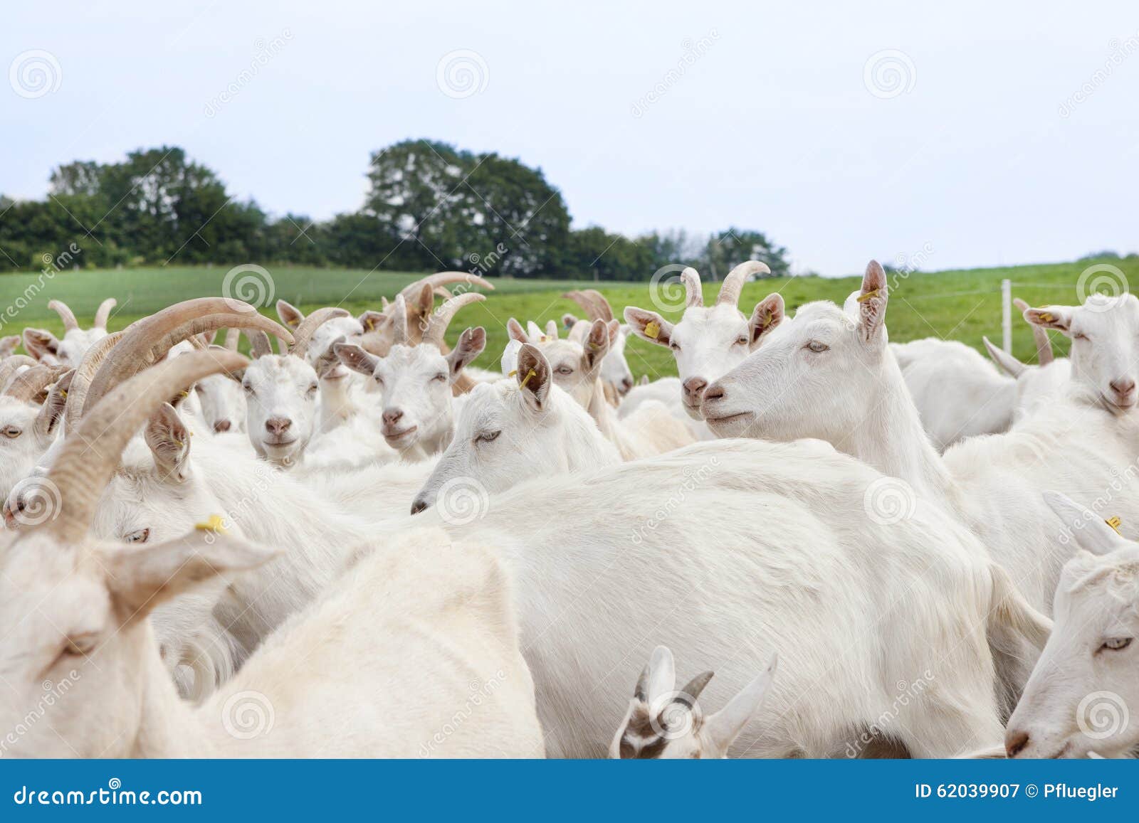 Herd of goats on pasture stock image. Image of animal - 62039907