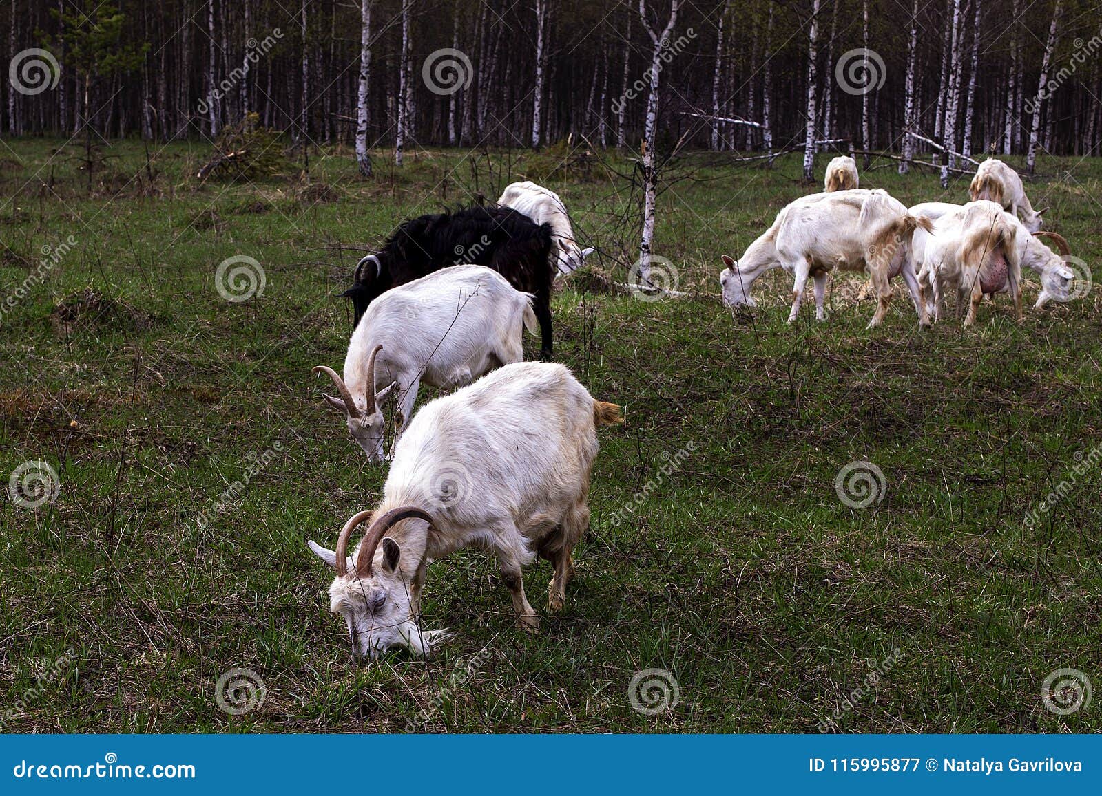Herd of Goats Pops into the Field Stock Image - Image of animals, goats ...