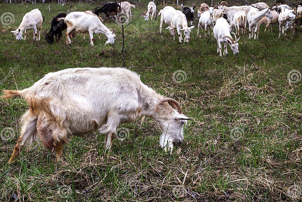 Herd of Goats Pops into the Field Stock Image - Image of environment ...