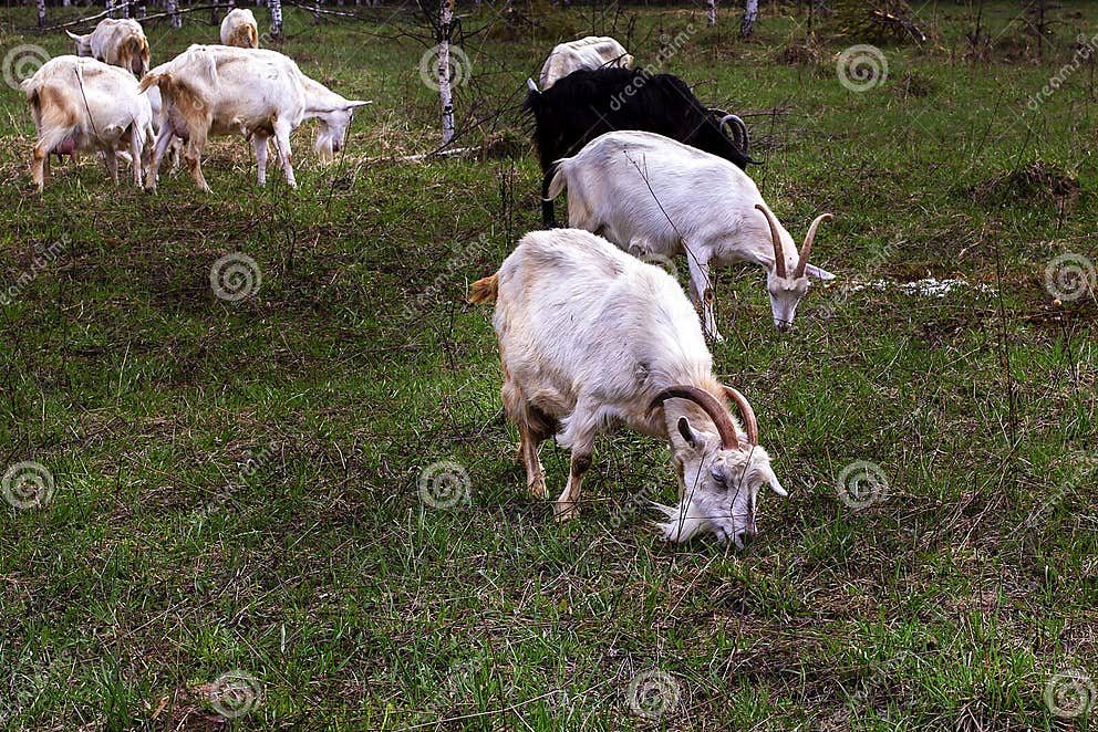 Herd of Goats Pops into the Field Stock Image - Image of ecology, grass ...