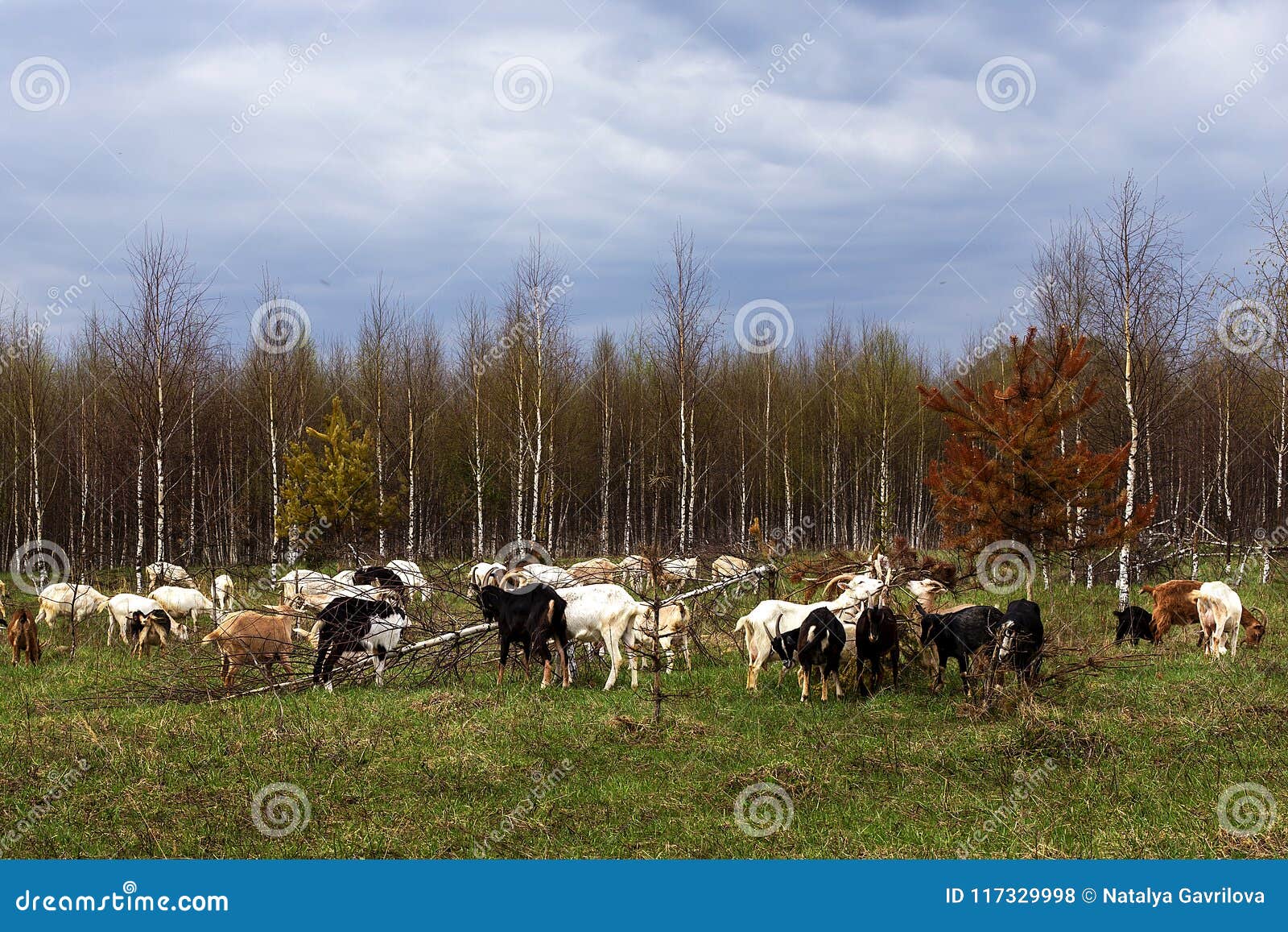 Herd of Goats Pops into the Field Stock Photo - Image of country, herd ...