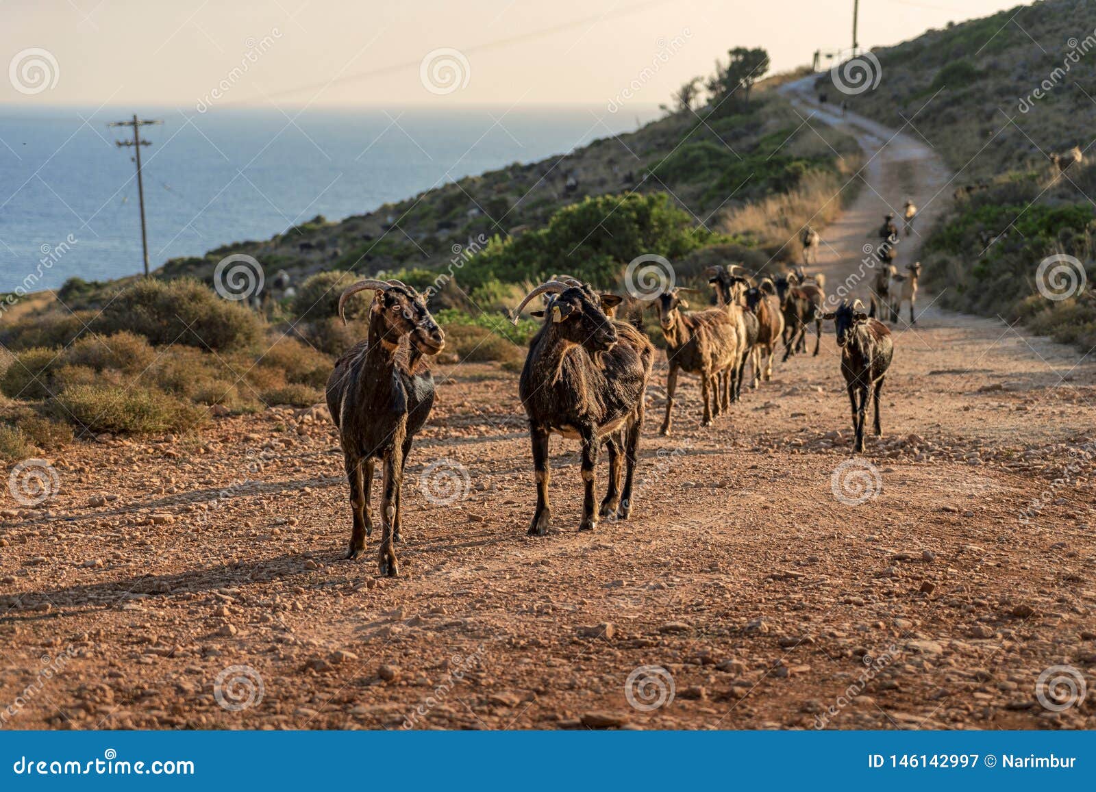 Herd of Goats Ran Down a Street Stock Image - Image of sunlight ...