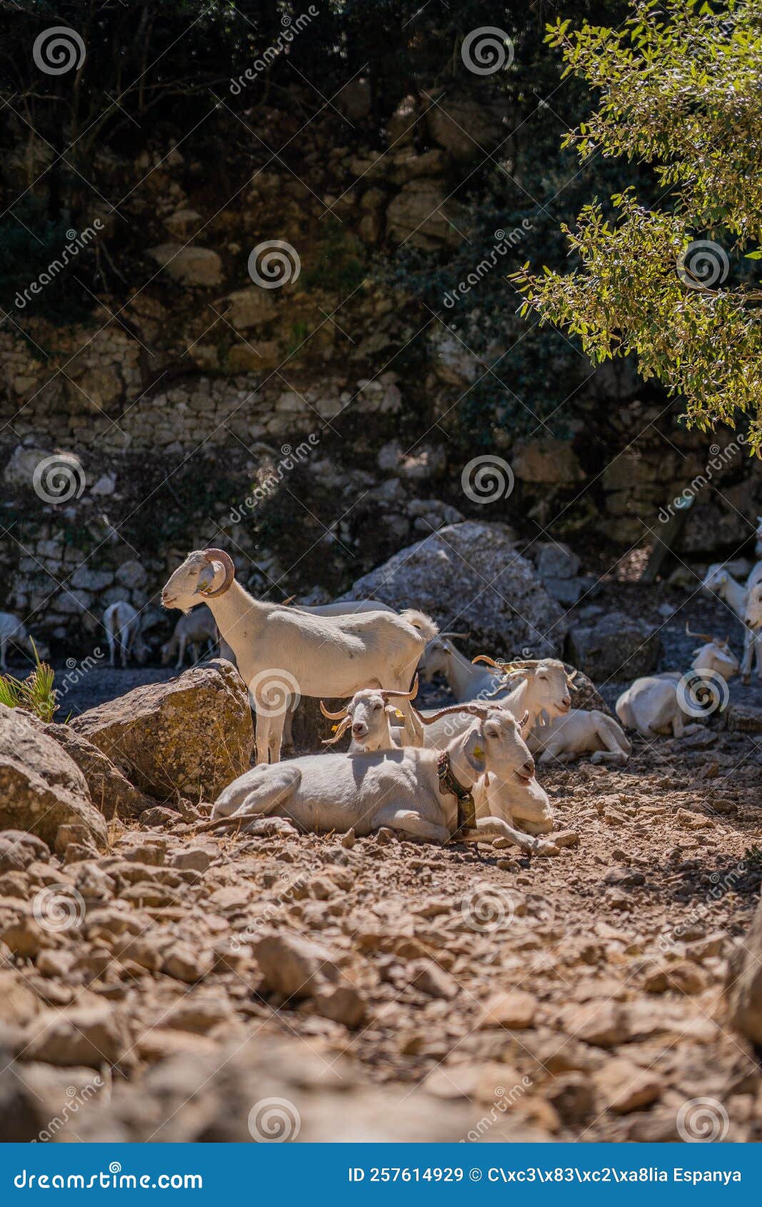 Herd of Goats Resting Free on the Mountain Stock Image - Image of delta ...