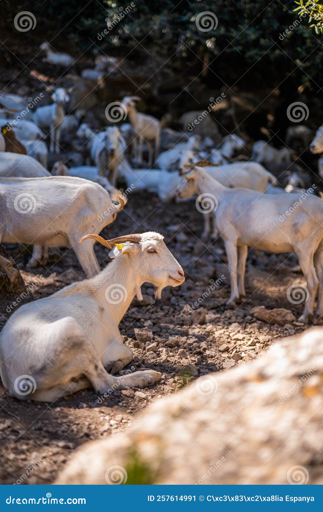 Herd of Goats Resting Free on the Mountain Stock Image - Image of ...