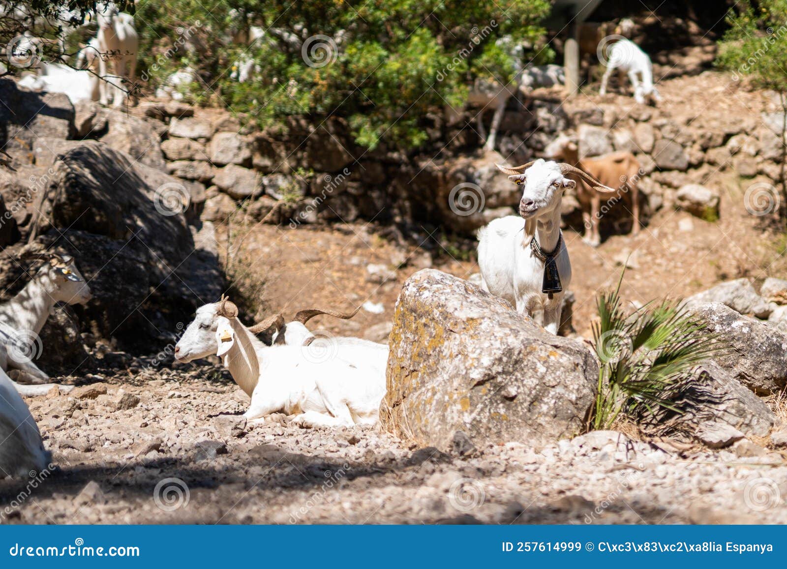 Herd of Goats Resting Free on the Mountain Stock Image - Image of ...