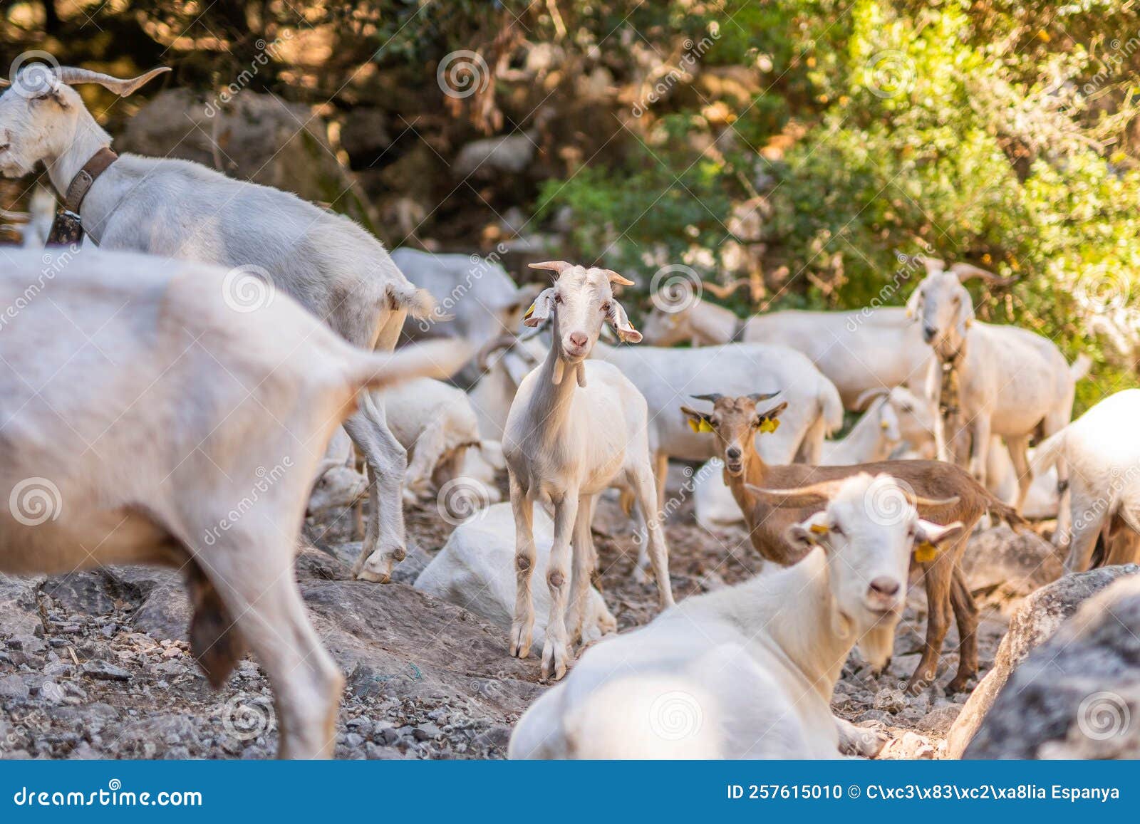 Herd of Goats Resting Free on the Mountain Stock Photo - Image of high ...