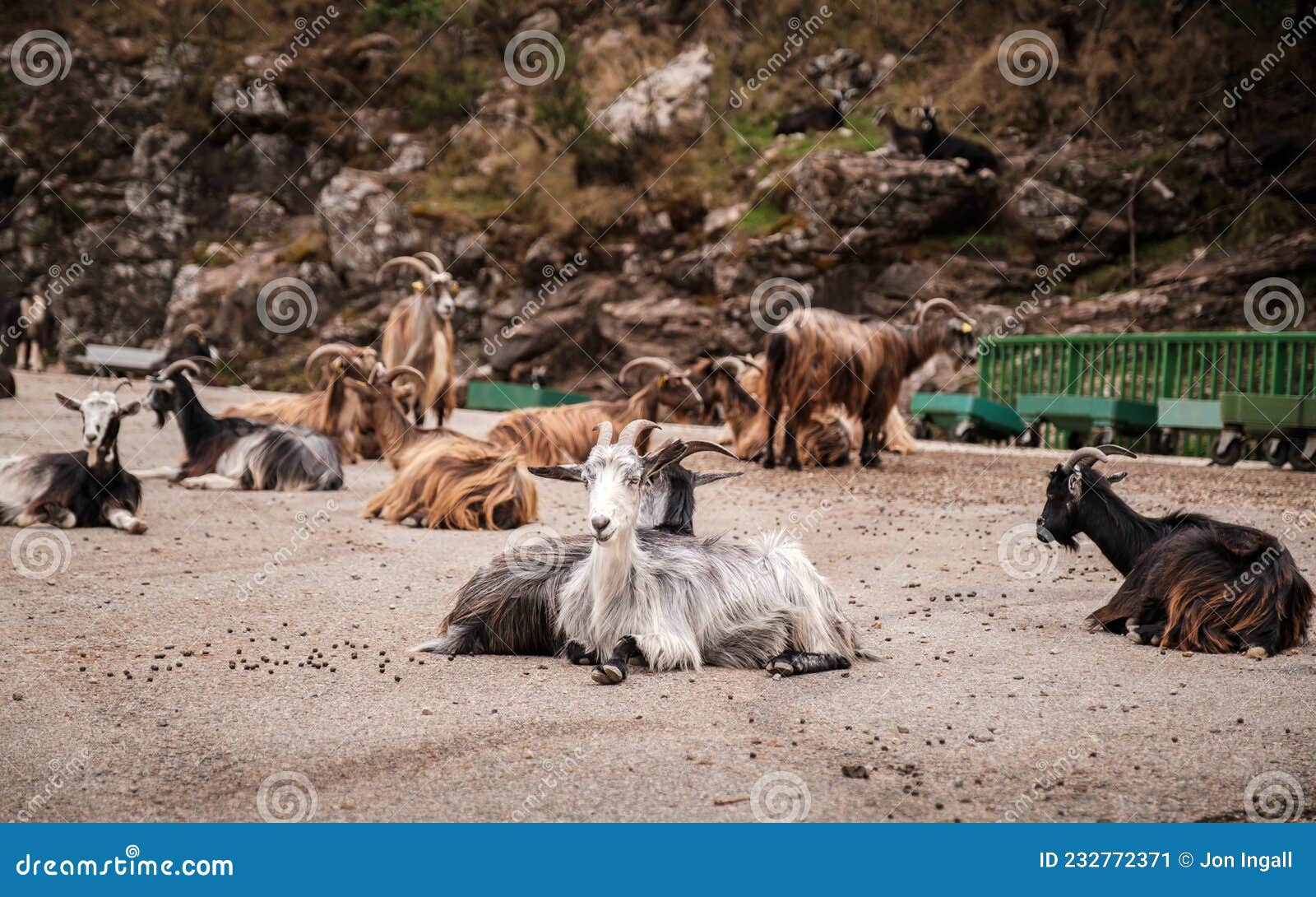 Herd of goats in Corsica stock image. Image of corse - 232772371