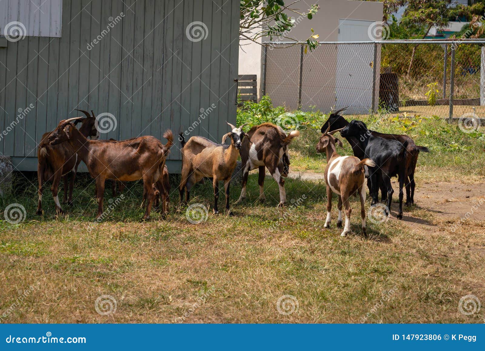 Herd of Goats stock photo. Image of animals, group, grazing - 147923806