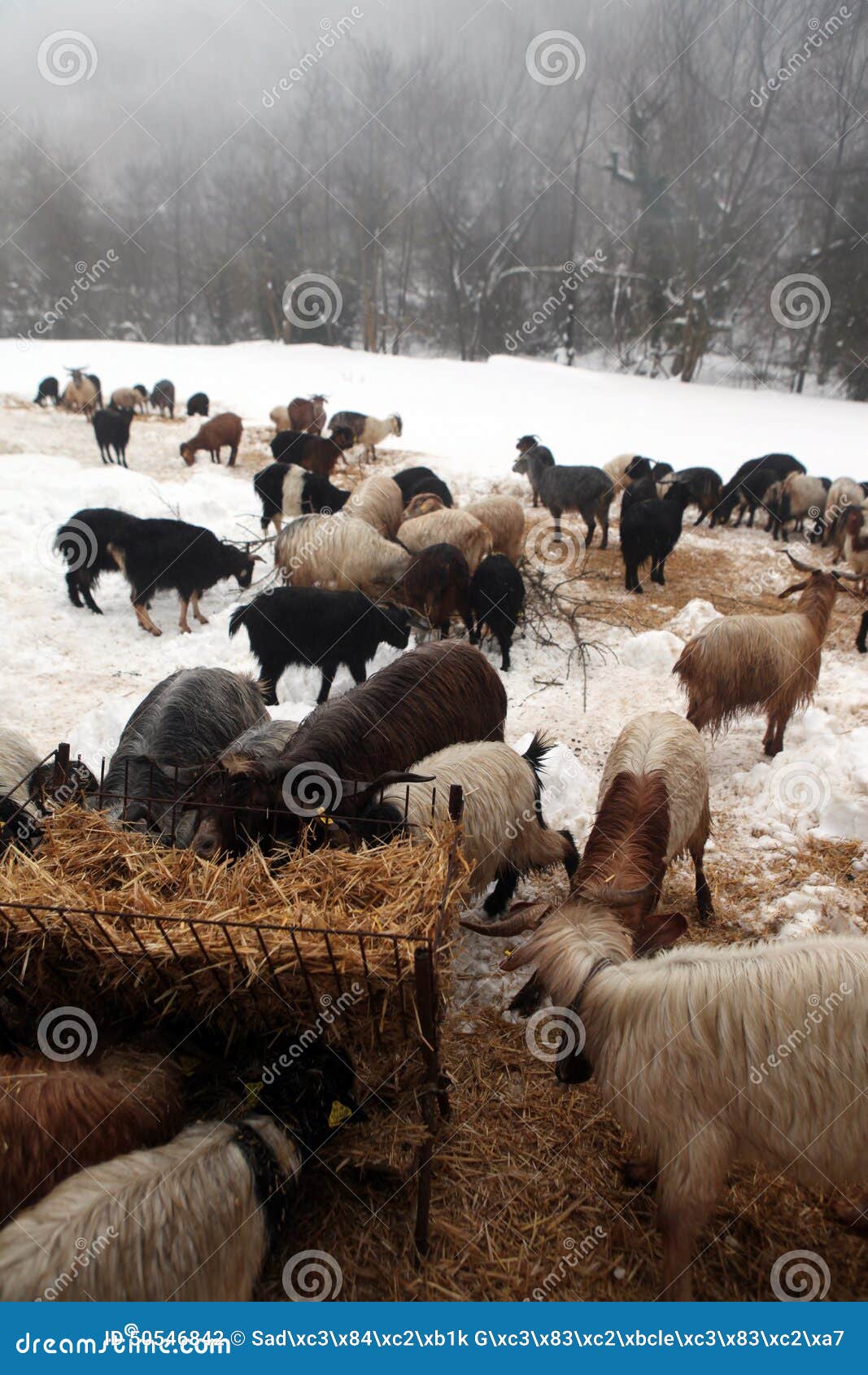 Herd of goats stock photo. Image of rural, field, season - 50546842