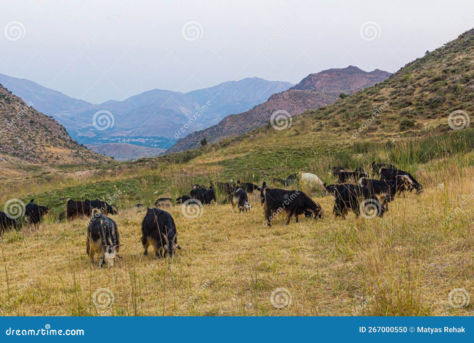 Herd of Goats in Zagros Mountains, Ir Stock Photo - Image of goat ...