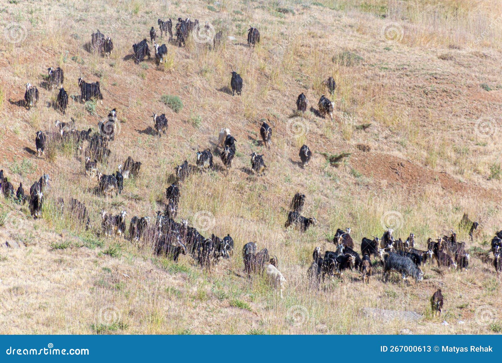 Herd of Goats in Zagros Mountains, Ir Stock Image - Image of cute ...