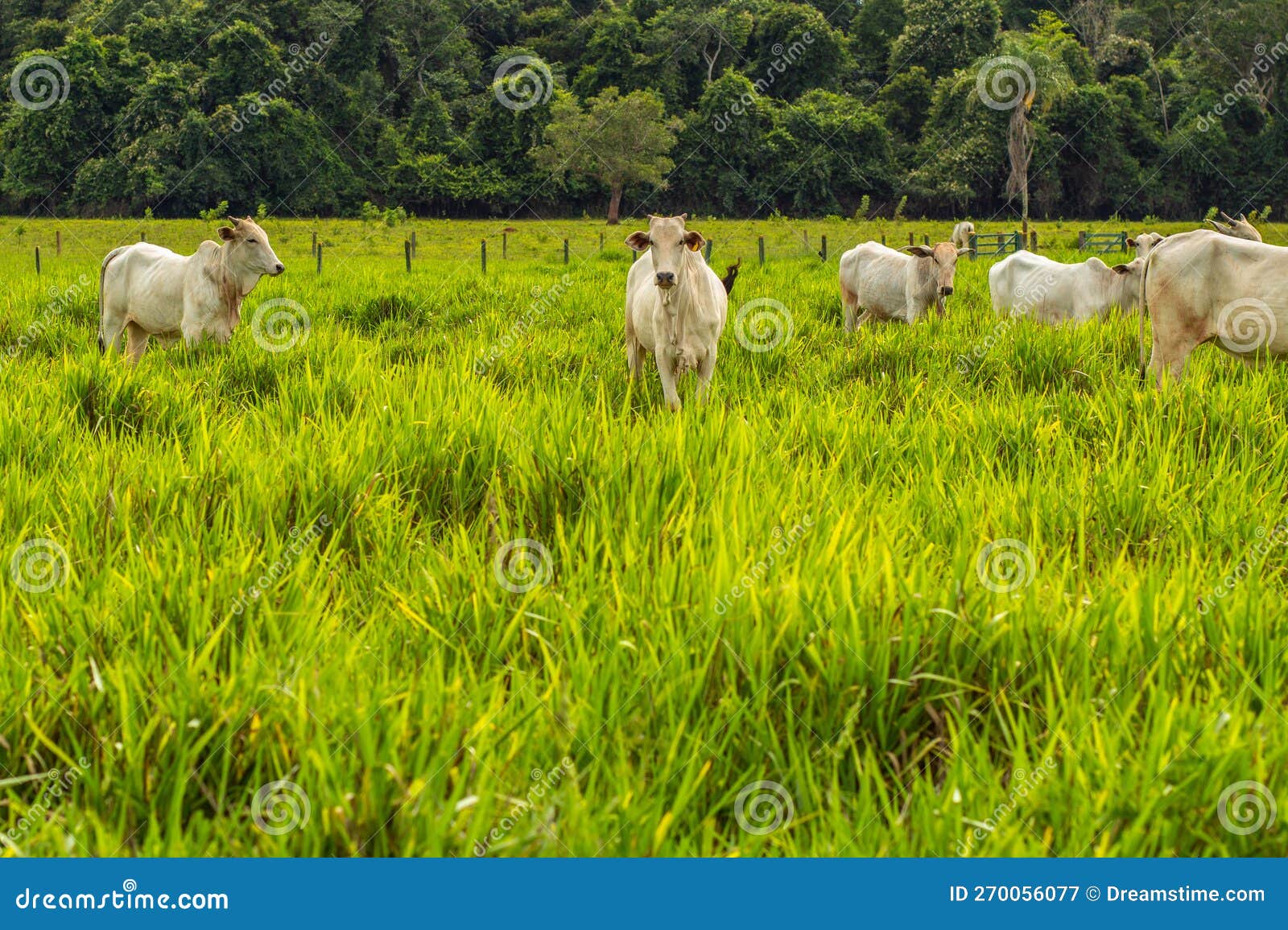 A Herd Grazing on Fresh Pasture. Stock Image - Image of format, brazil ...