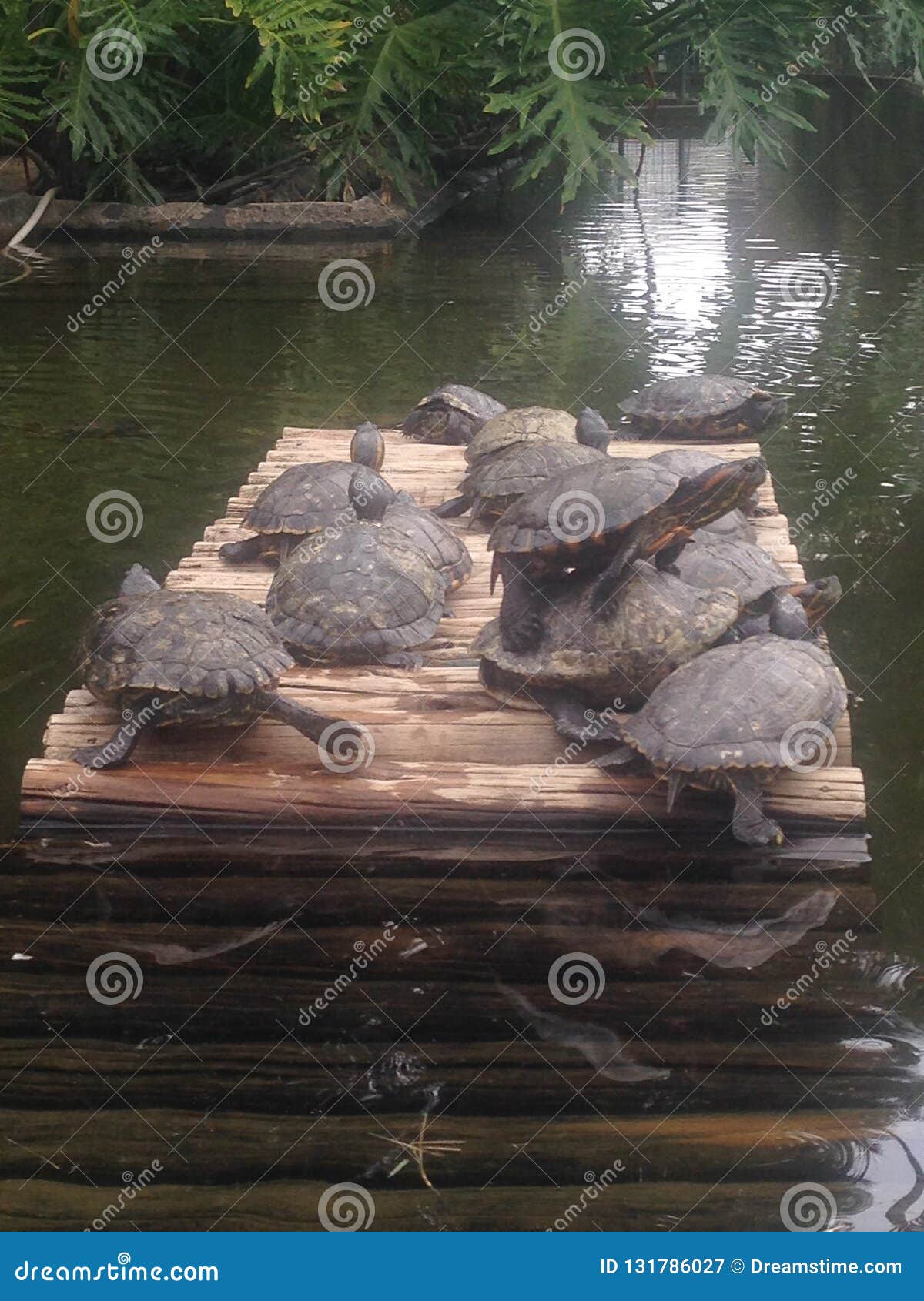 Herd green stock image. Image of working, beautiful - 131786027