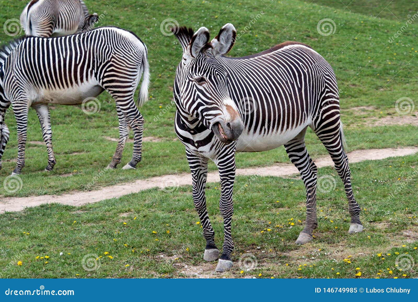 Herd of the Grevy`s Zebra Equus Grevyi Grazing on Green Grass Stock ...