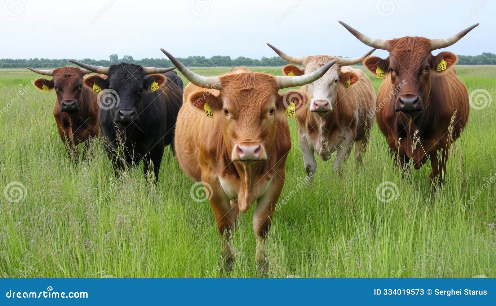 A Herd of a Group of Cows Standing in the Grass, AI Stock Image - Image ...