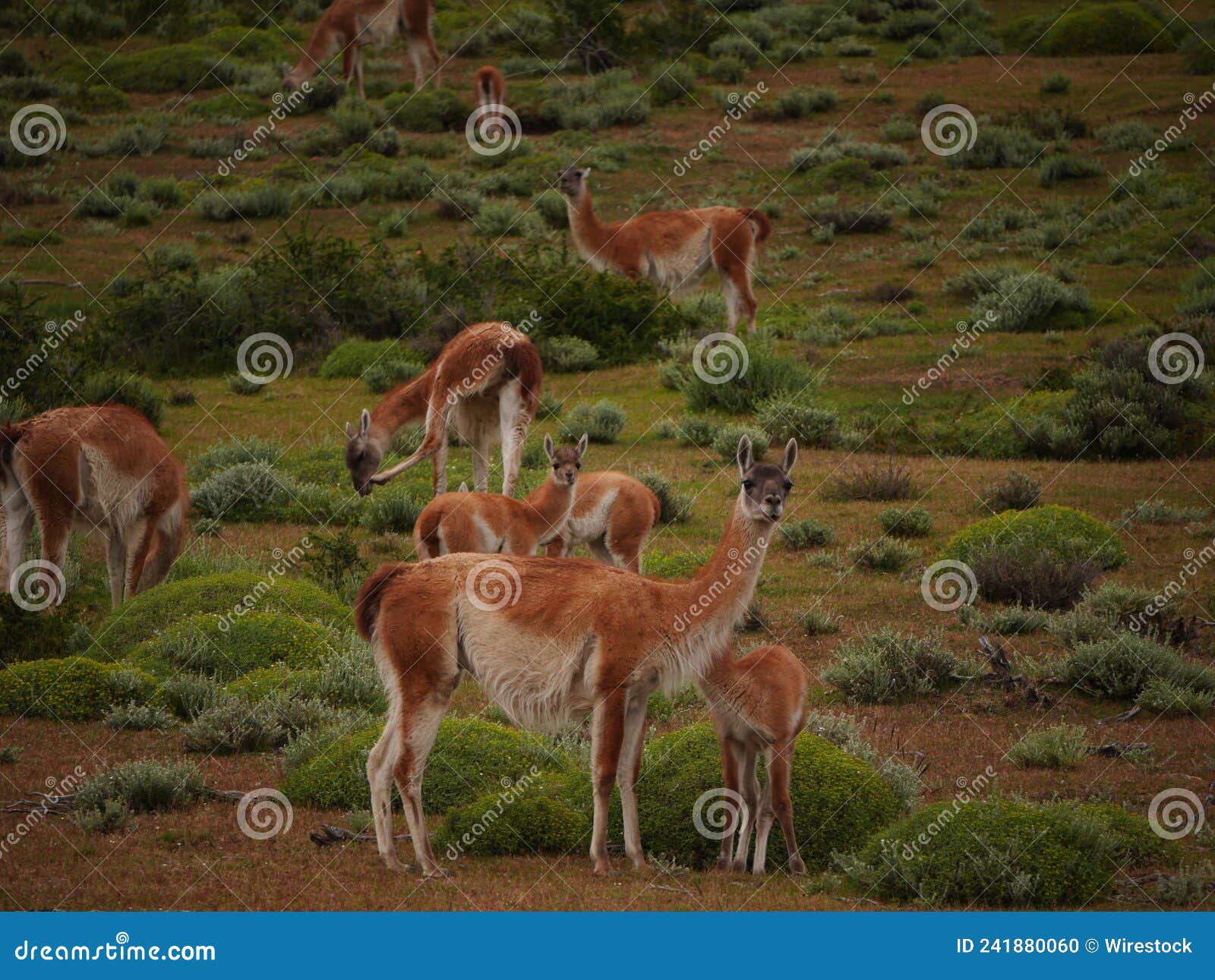 Herd Of Guanacos Lama Guanicoe Spotted In The Steppes Of Villavicencio ...