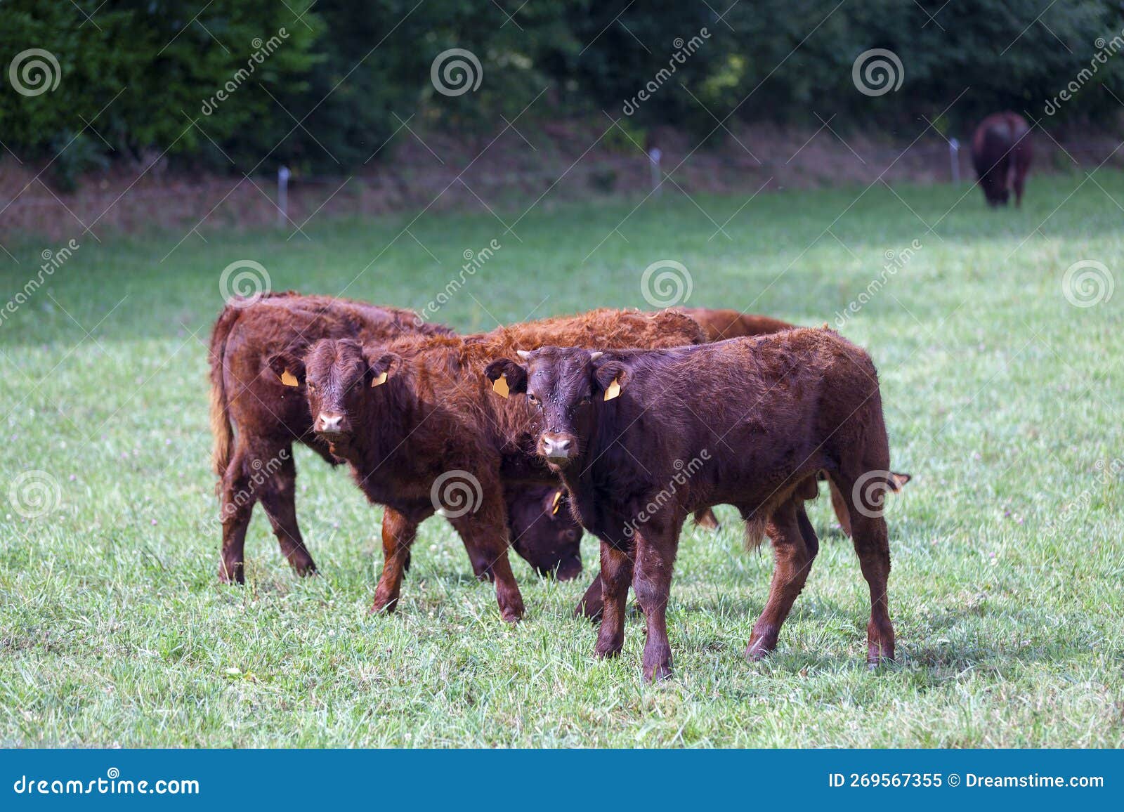 Herd of highland calves stock image. Image of highlands - 269567355