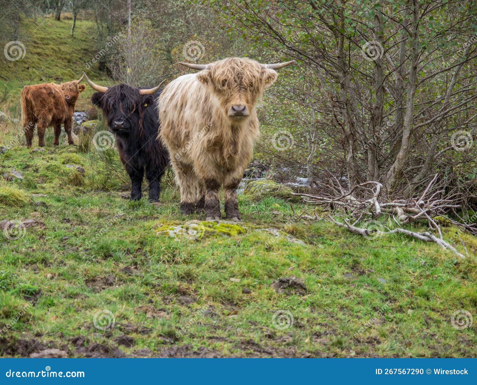 Herd of Highland Cattle in the Field Stock Photo - Image of grass ...
