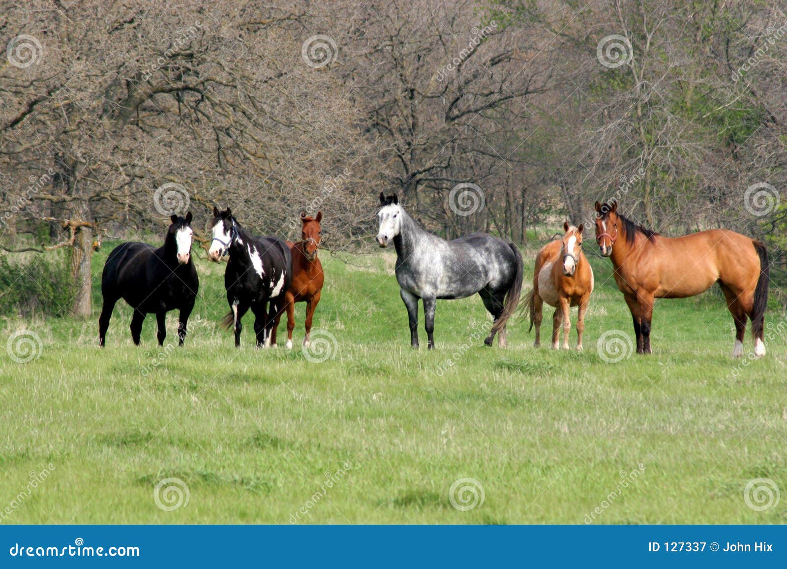 Herd of Horses stock image. Image of grass, mare, plow - 127337