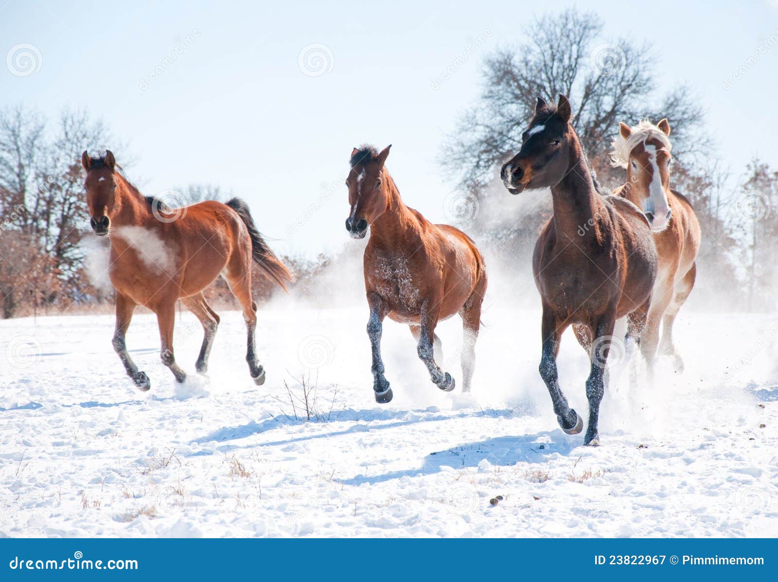 Herd of Horses Charging in Snow Stock Image - Image of steam, outdoors ...