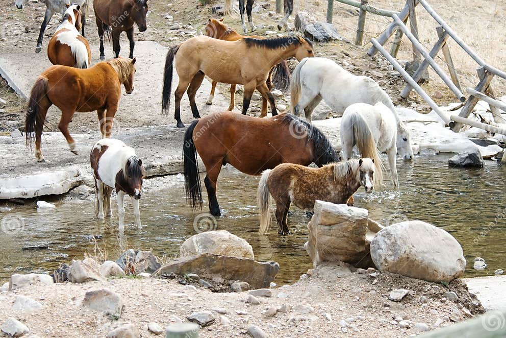 Herd of Horses Drinking from Stream Stock Photo - Image of horses ...