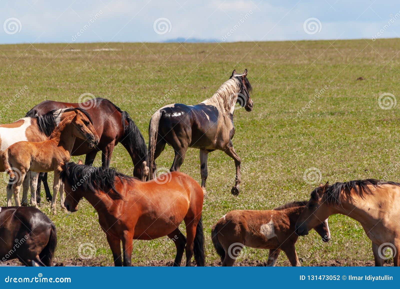 A Herd of Horses with Foals Graze in a Summer Meadow Led by a Leader ...