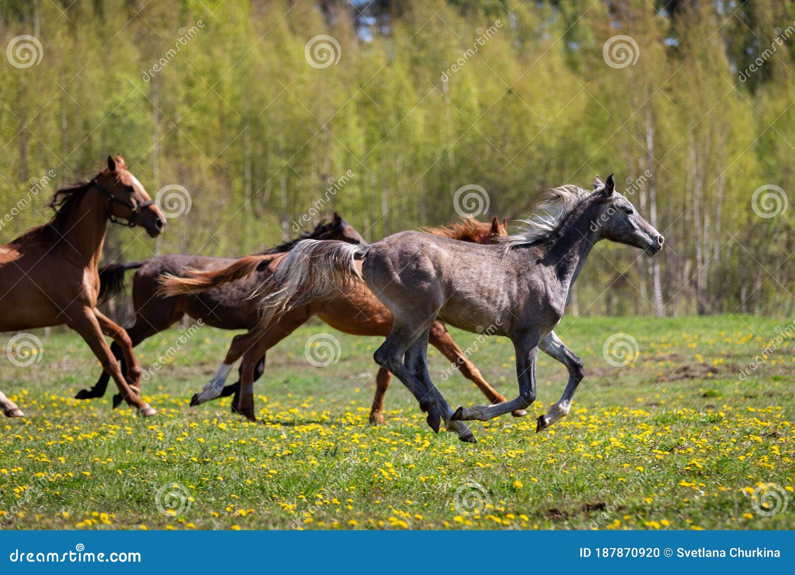 Herd of Horses Galloping on the Pasture Stock Photo - Image of domestic ...
