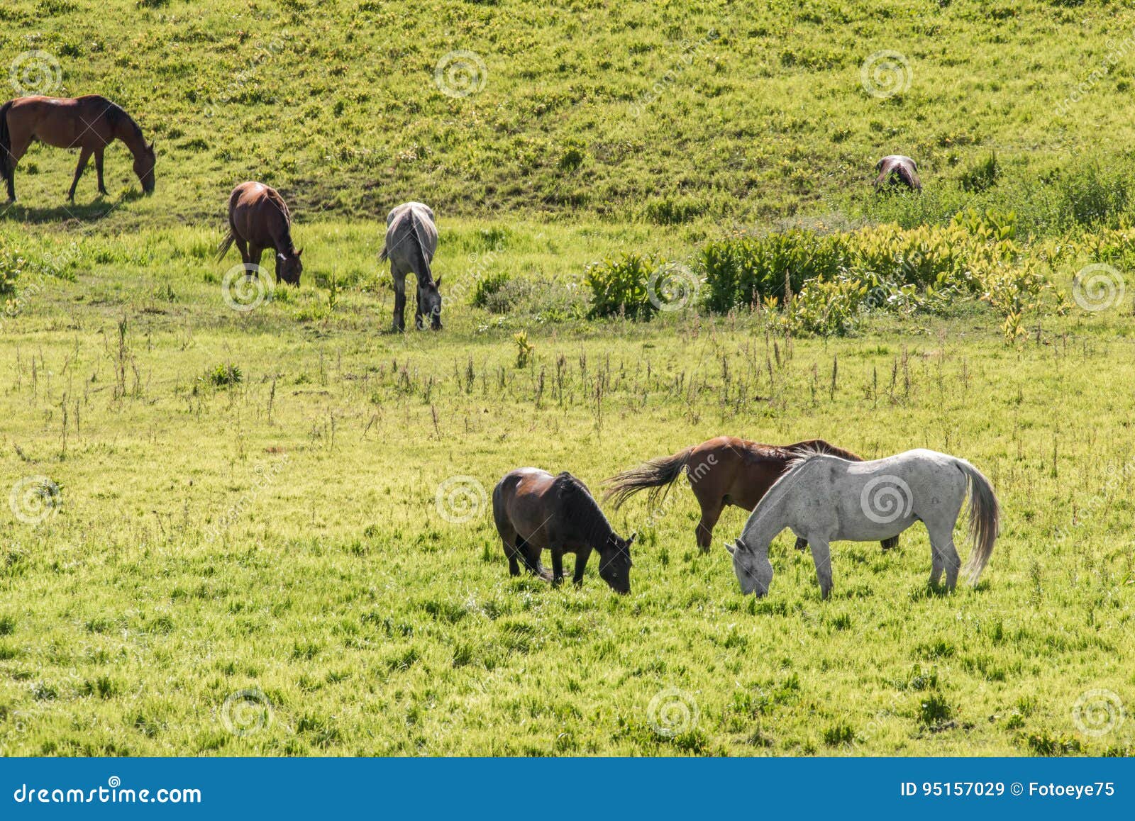 Herd of Horses Grazing in Field Stock Image - Image of graze, scenery ...