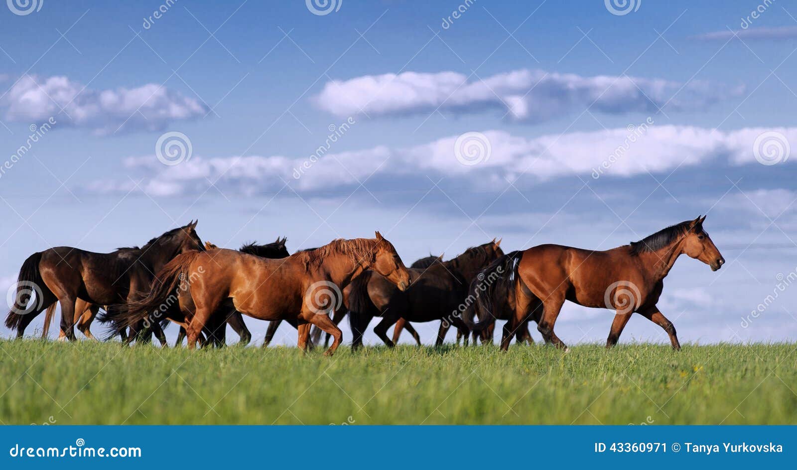 246 Pasture Rides Stock Photos - Free & Royalty-Free Stock Photos from ...