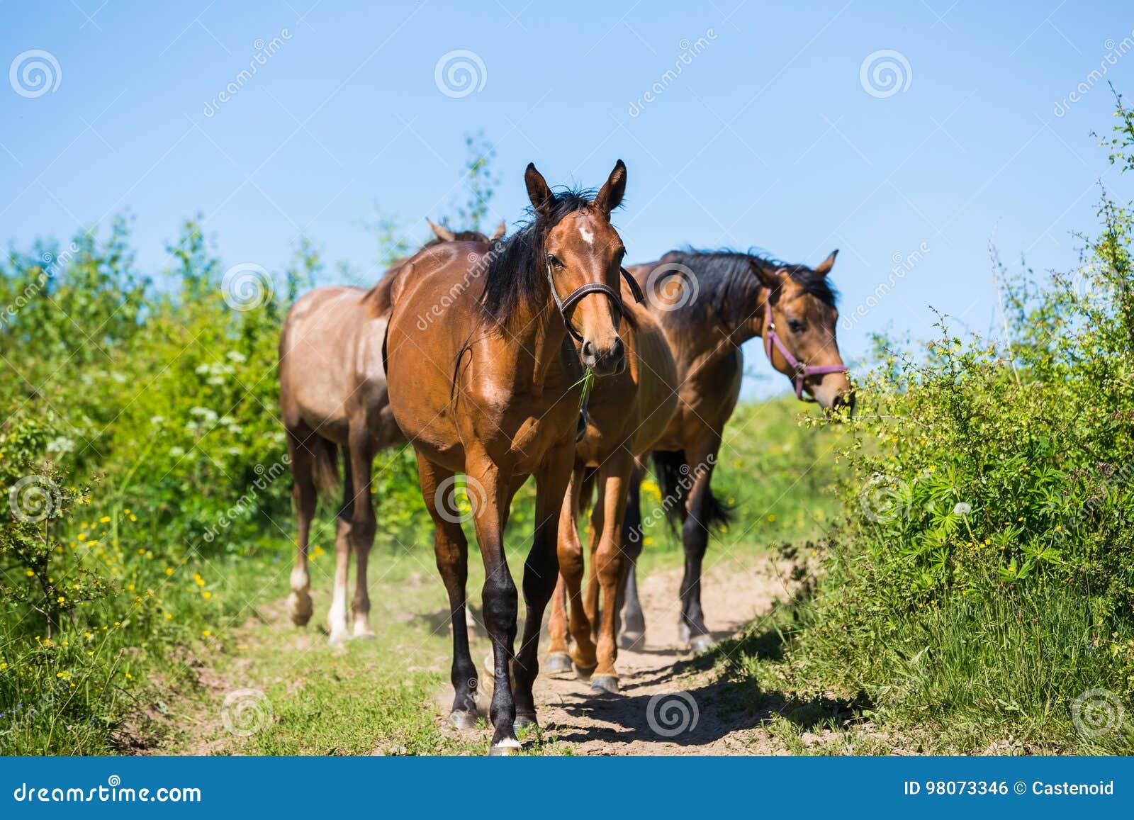 Herd of horses on the path stock photo. Image of horse - 98073346