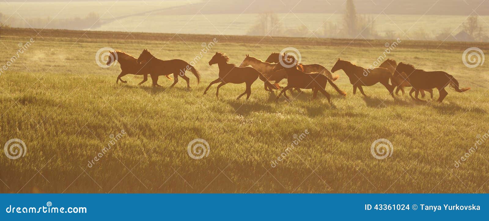 A Herd of Horses. the Rising Sun Stock Photo - Image of force, filly ...