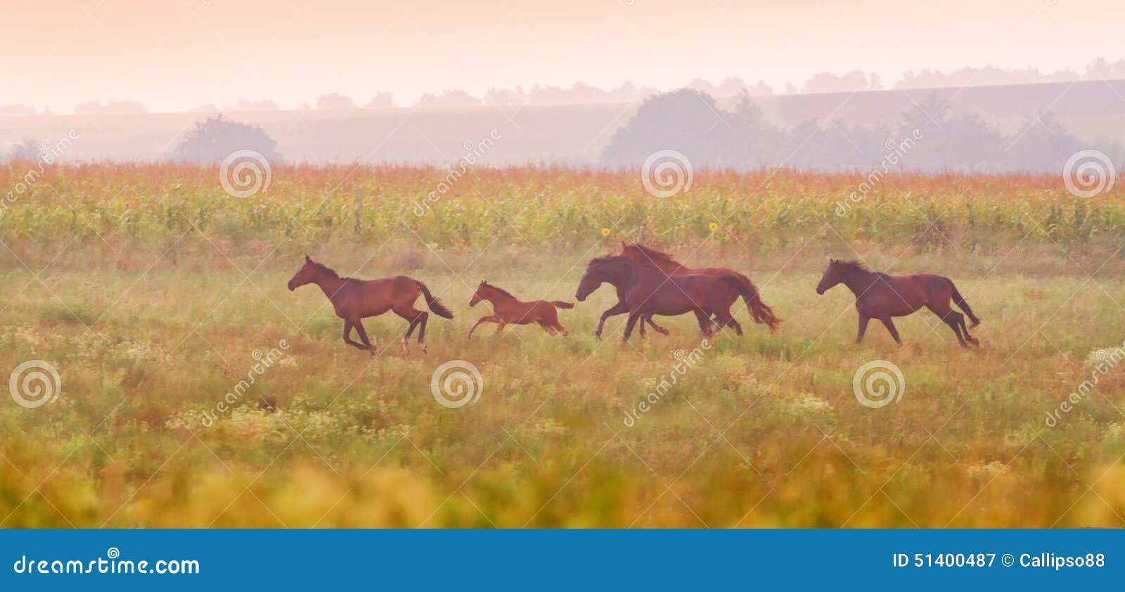 Herd of Horses Run at Sunset Stock Image - Image of male, beautiful ...