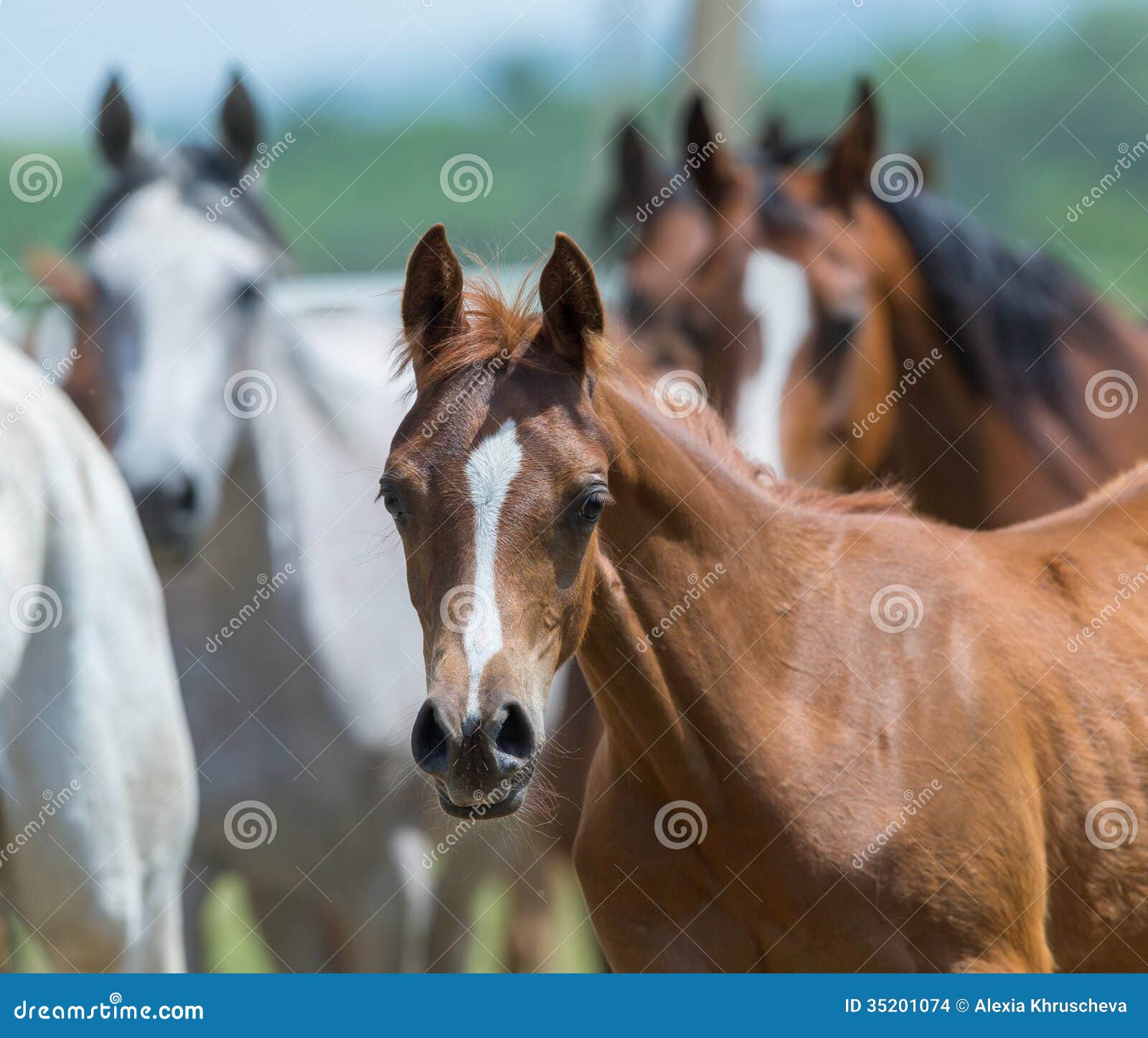 Herd of Horses Running, Arabian Horses Stock Photo - Image of body ... Herd of Horses Running, Arabian Horses Stock Photo - Image of body ...