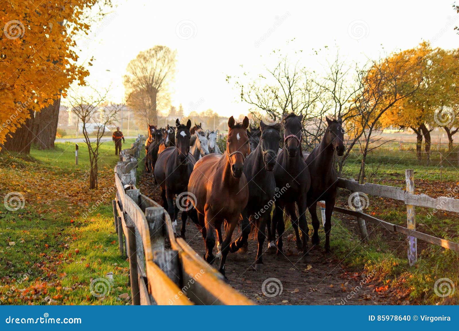 Herd of Horses Running Down the Path To the Farm Stock Photo - Image of ...
