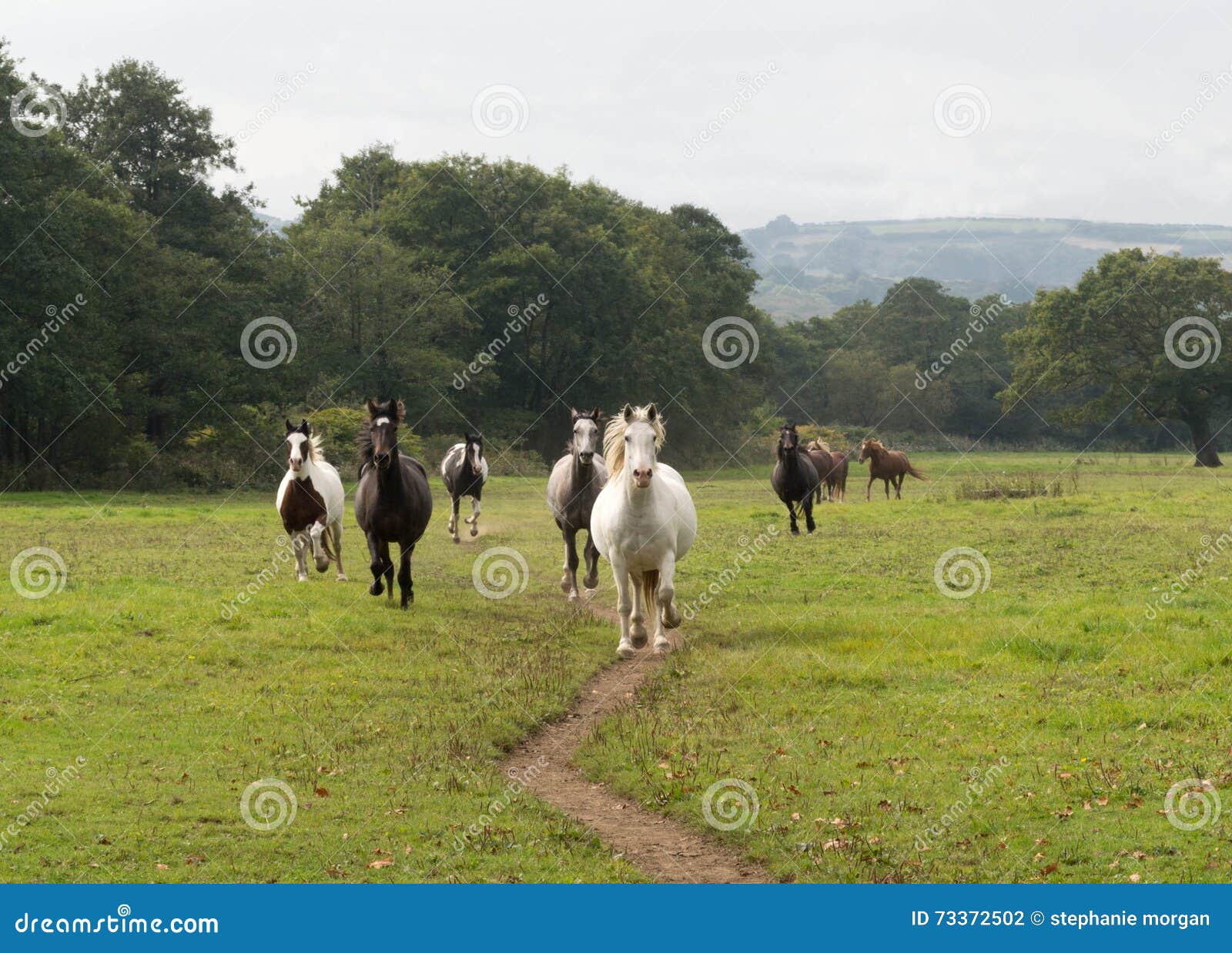 Herd of Horses Running through a Field Stock Photo - Image of green ...