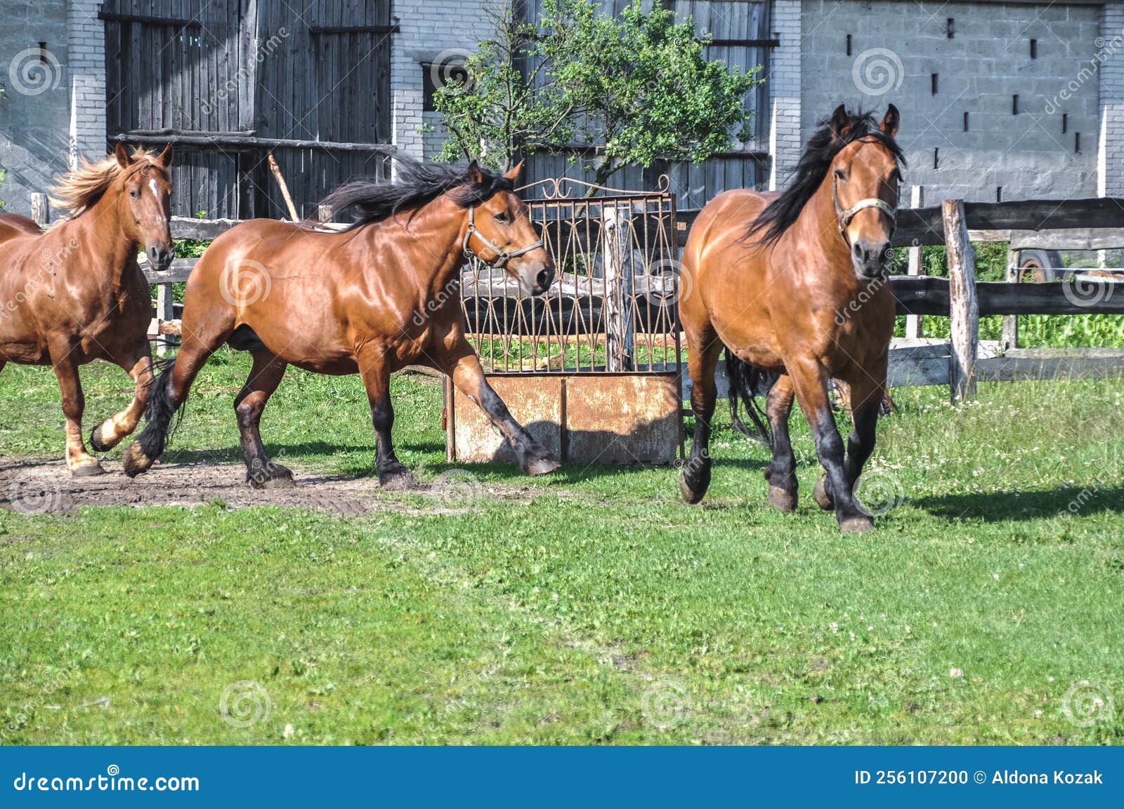 A Herd of Horses Running through the Paddock in Front of the Stable ...