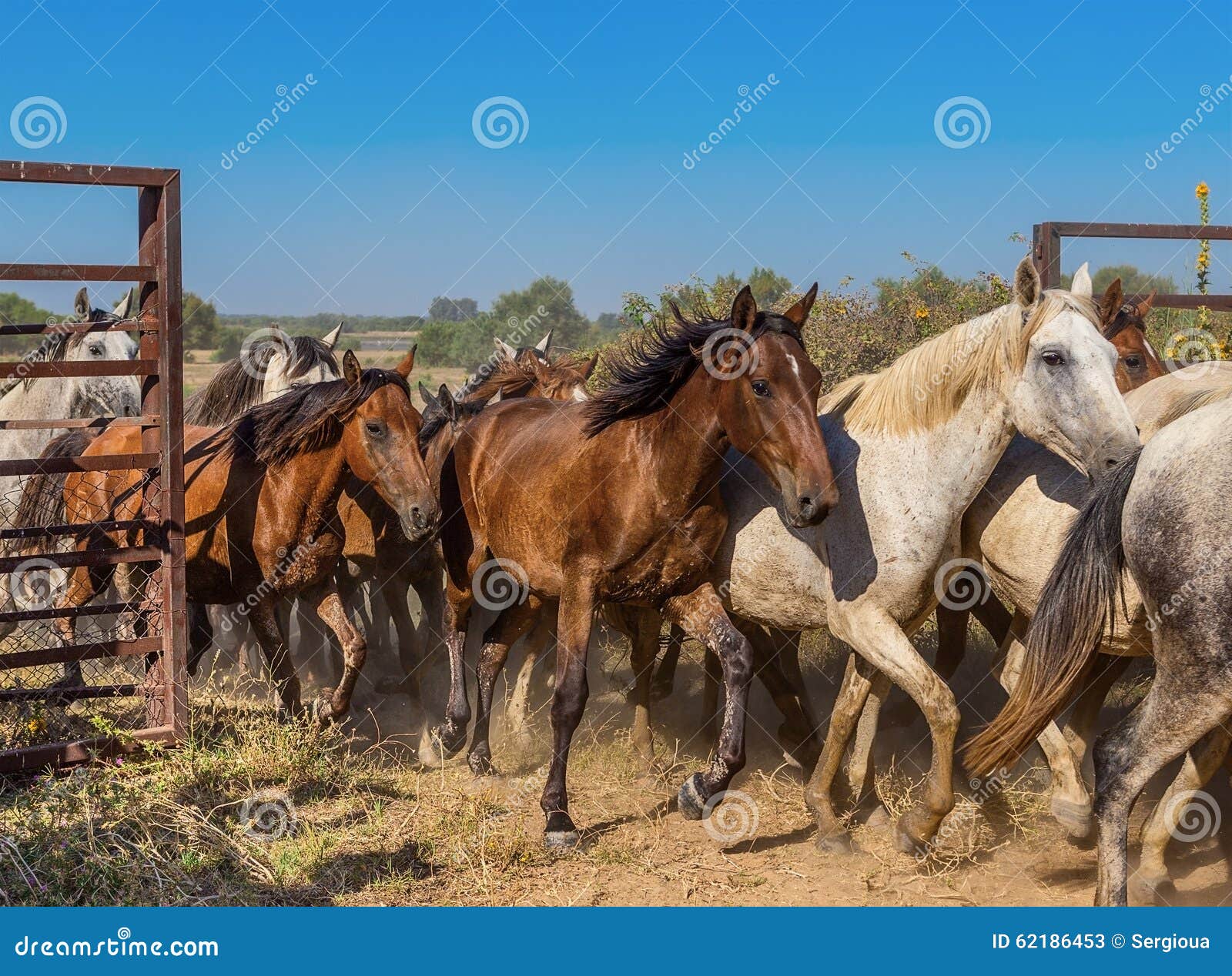 A Herd of Horses Runs Out of the Corral. Stock Image - Image of meadow ...