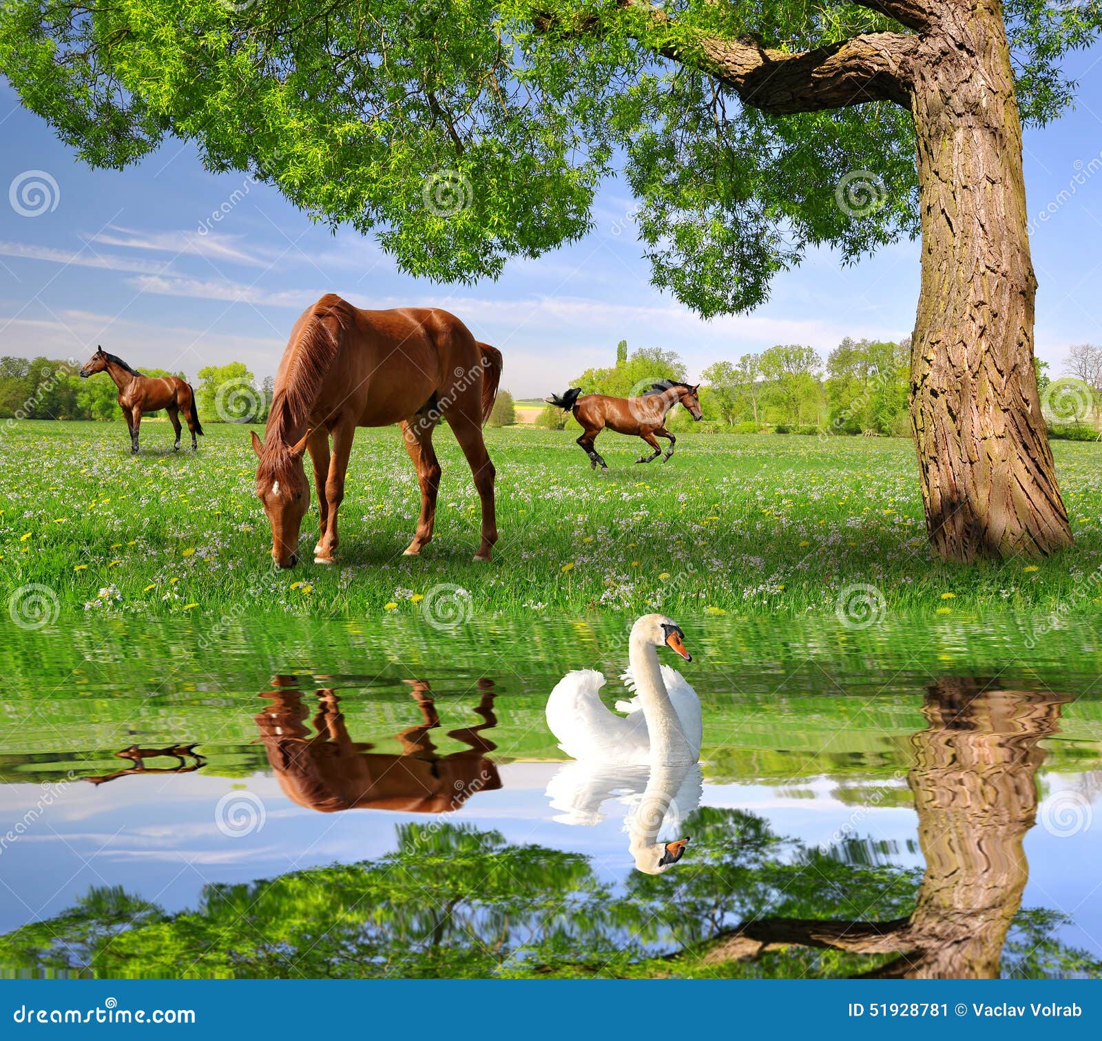 Herd of Horses in a Spring Landscape Stock Image - Image of freedom ...