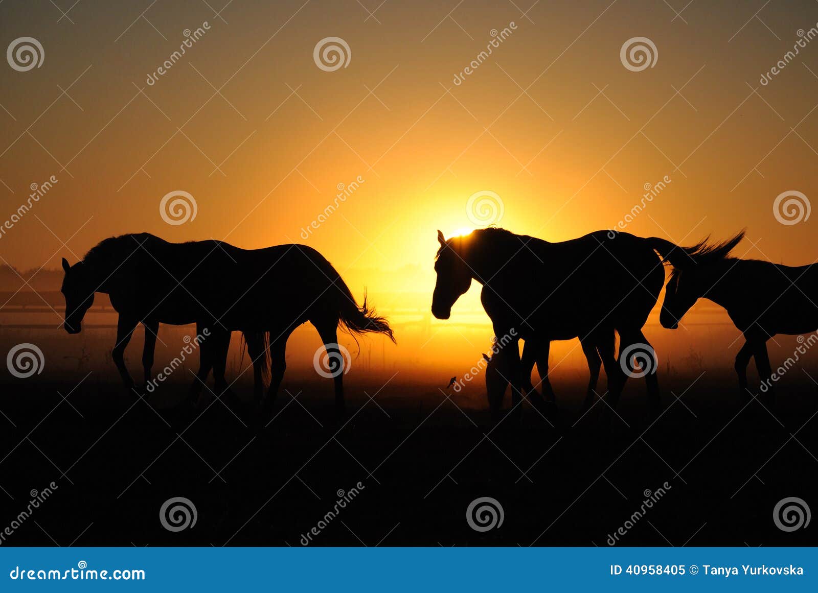 A Herd of Horses at Sunrise. Stock Image - Image of mustang, stallion ...