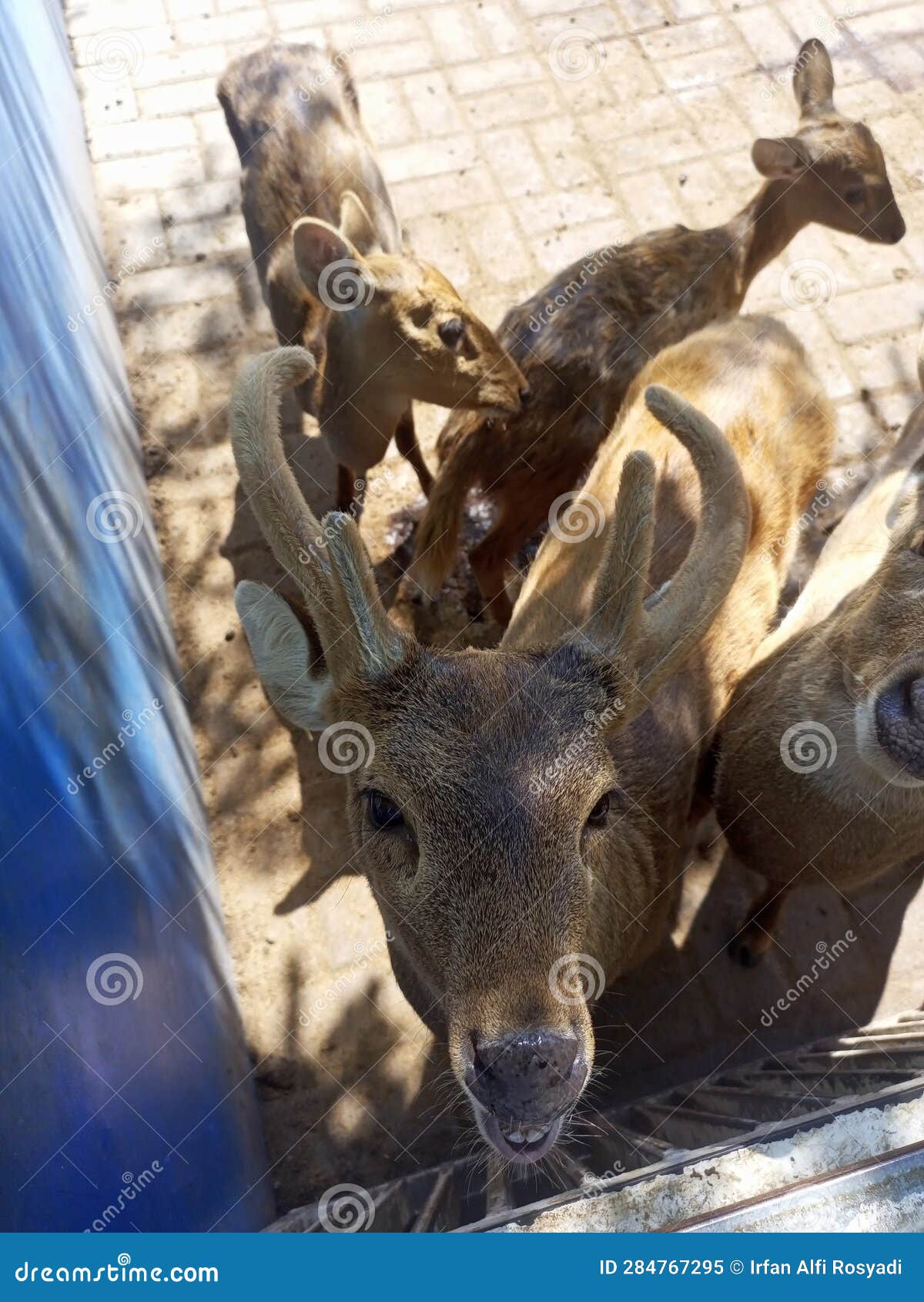 A herd of hungry deer stock image. Image of cage, hungry - 284767295